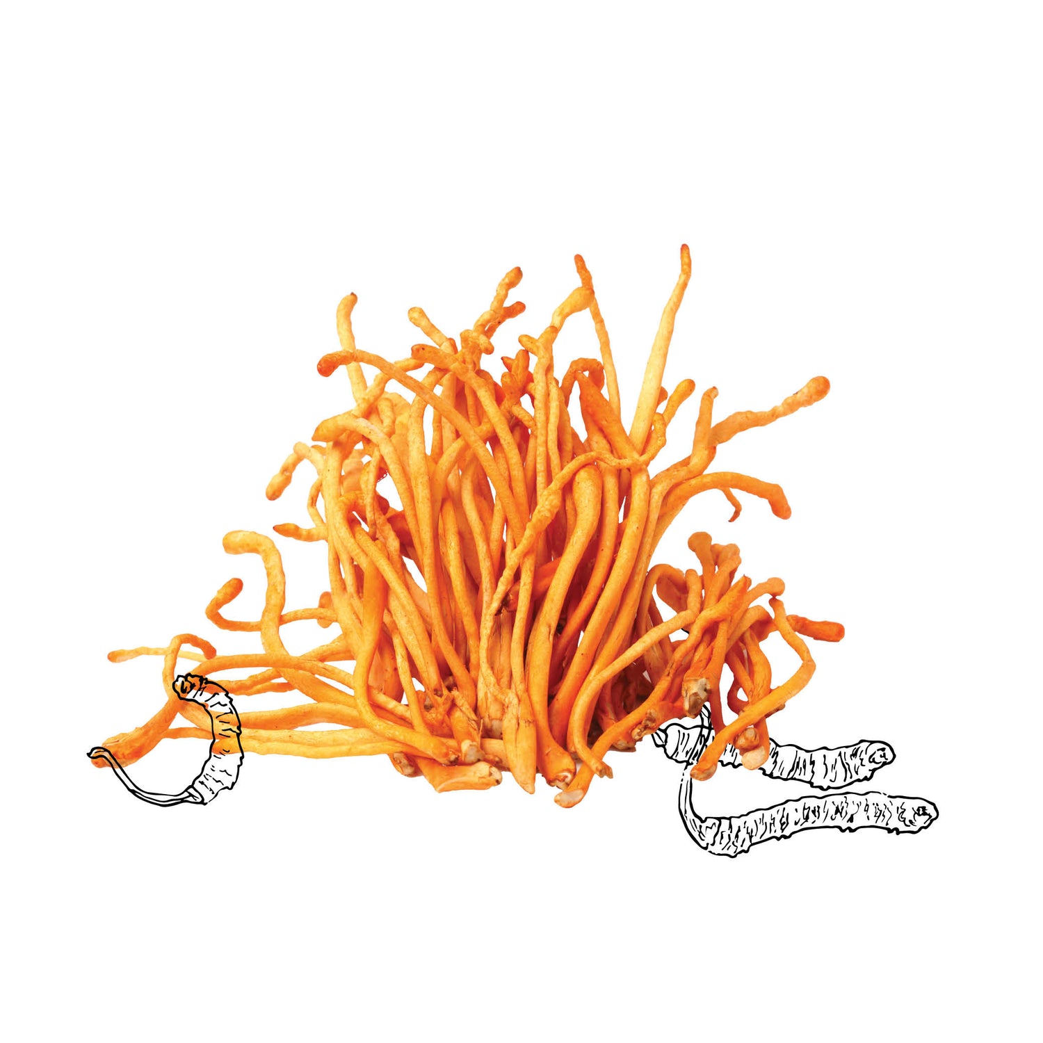 SHROOM MAGIC MIX – Nature's Harvest Australia