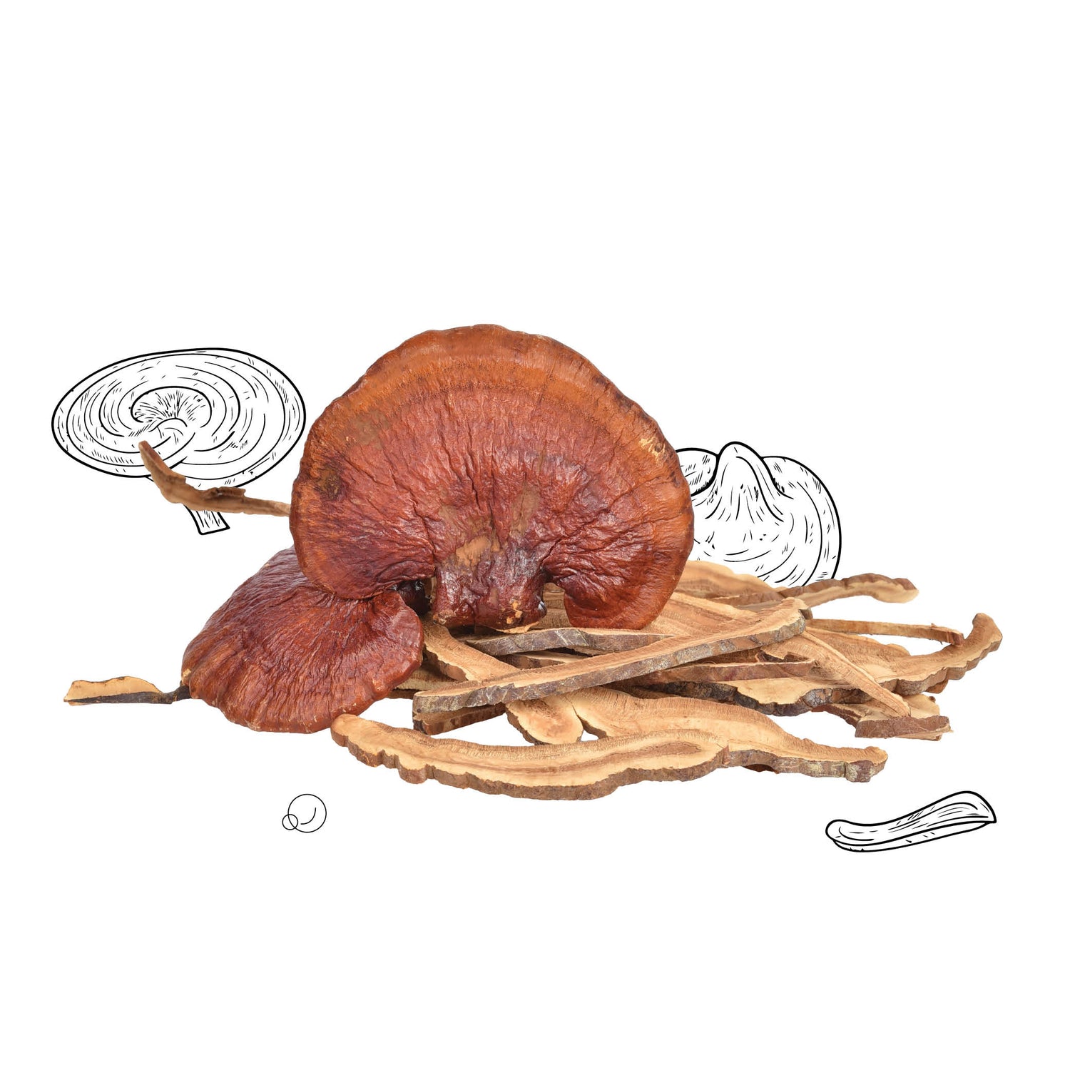 SHROOM MAGIC MIX – Nature's Harvest Australia